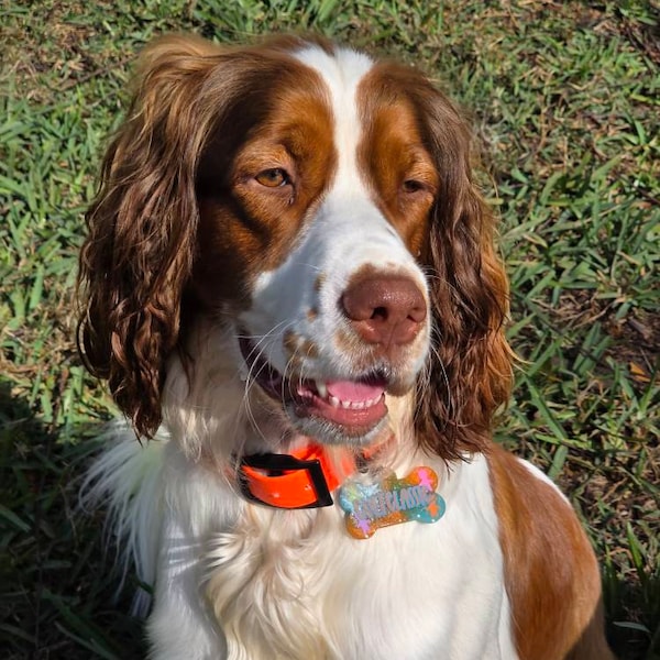 Design Your OWN Custom Pet Tag, Personalized, Custom Dog Tag, Resin Dog ...