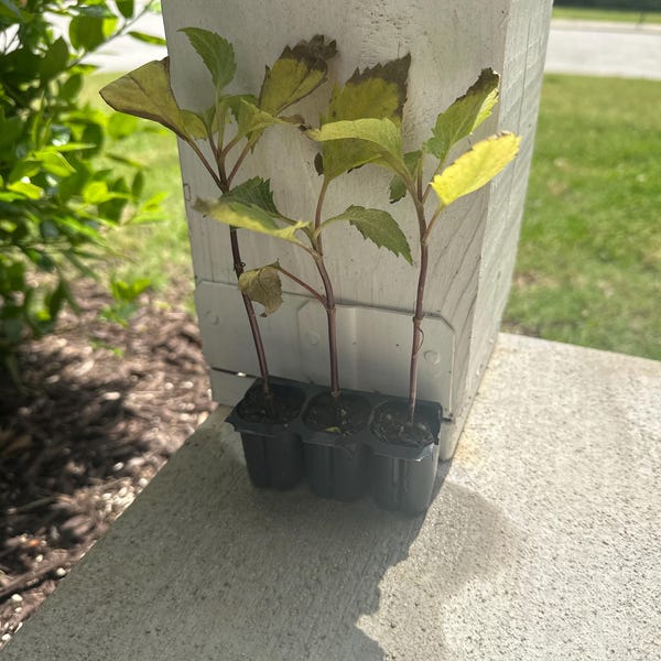 Veronica | Speedwell Live Plant, Well Rooted Plug, Long-blooming for ...