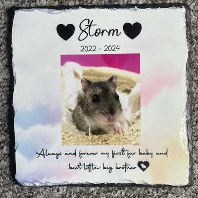 Bunny Memorial Photo Slate, Rabbit Memorial Slate, in Memory, Rabbit ...