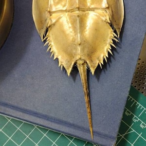 Real 1800s Skeleton Keys Purchase for 1 Key Authentic Barrel Keys Made ...