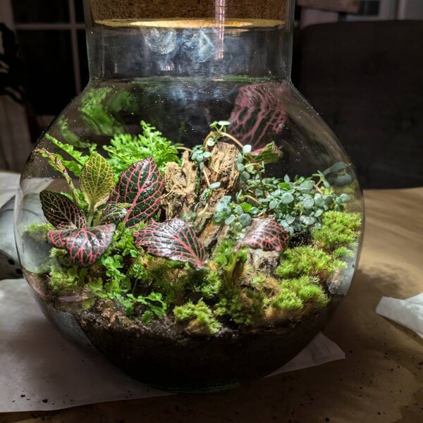 DIY Light-up Terrarium Kit With LED Light, Everything Included Beginner ...