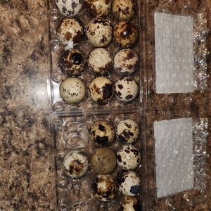 100 JUMBO Quail Egg Cartons, Holds 12 Eggs, Secure Snap Close, W/free ...