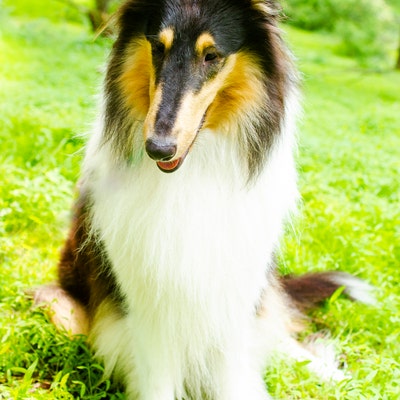 Minpin 2 Miniature Pinscher Note Cards - Etsy