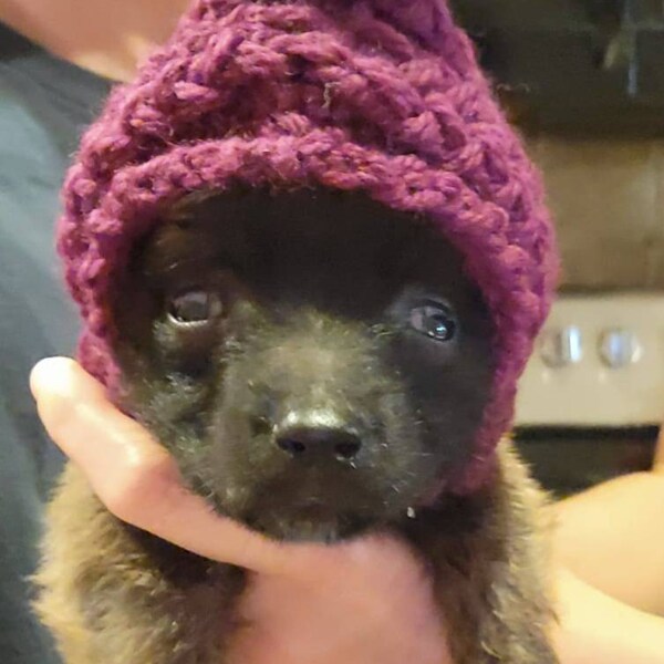 Chartreuse Knit Wool Hat for Small Dog Puppy Hood Chihuahua Clothes ...