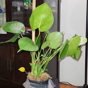Monstera Deliciosa Tropical Split Leaf Plant 6 Inch Pot - Etsy