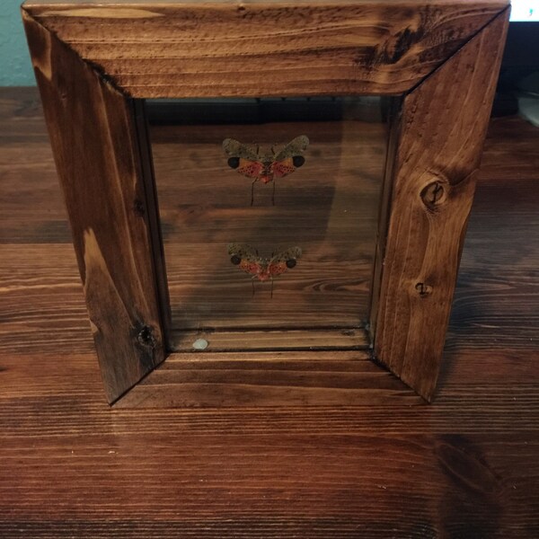 OVERSTOCK: Spread Penthicodes Pulchella, Lanternflies 2-pack - Etsy