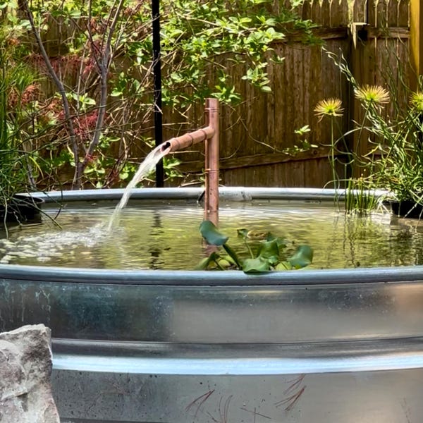 FIREBUSH Firefly Dwarf Scarlet Red Shrub Live Plant Orange Yellow ...