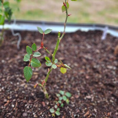 Lavender Flower Circus 薰衣草花环 Repeat Blooming Climbing Rose. - Etsy