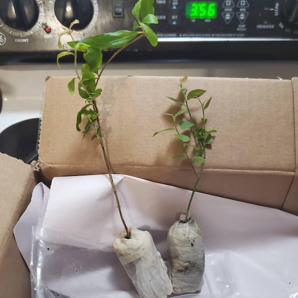 5 Pecan Tree 12-24in Tall Carya Illinoinensis Hardy Pecan Bare Root - Etsy