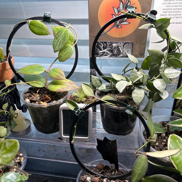 Plant Propagation Pins for Cuttings, Gardening Plant Clips, Strawberry ...