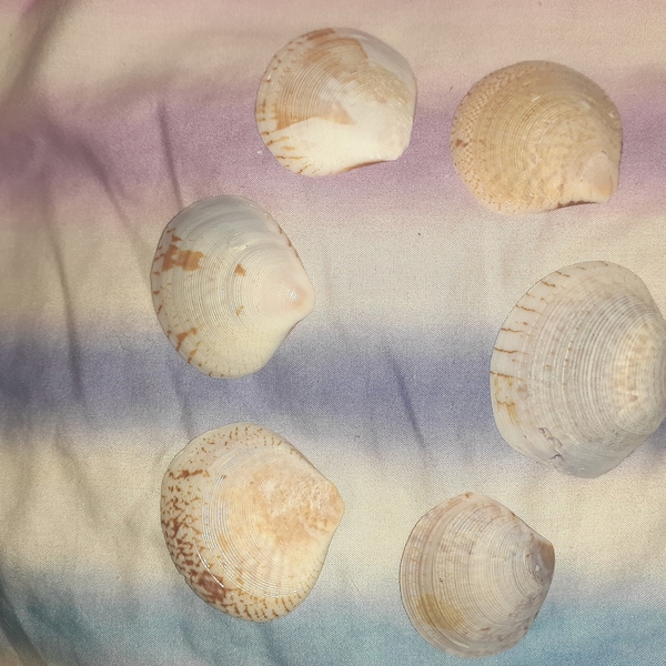 Script Venus Clam Half Shells 1"-1-1/2" (5 Shells) - Etsy