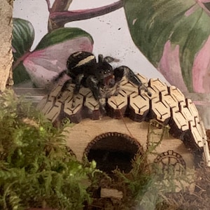 Mini Jumping Spider Enclosure Crystal Clear Jumping Spider - Etsy