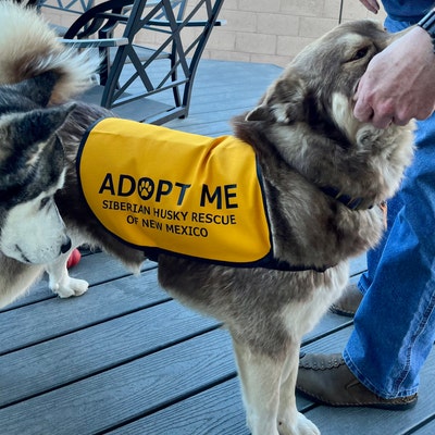 5-pack Adopt Me Dog Jackets Vests With GROUP NAME or WEBSITE - Etsy