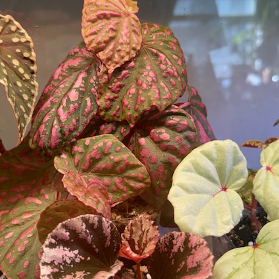 Begonia Baik X Begonia Ocellata Hybrid - Etsy