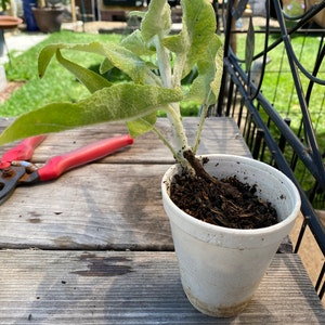 Dae-pa Korean Large Green Onion Seeds 韓國大蔥 100 Seeds - Etsy