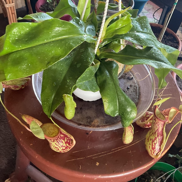 LIVE 6” Pot Ivy Plant, Hedera Helix, Plant Gift for Home, Dad Christmas ...