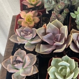 Thread Leaf Agave 4 Inch Live Succulent Plant Cactus - Etsy