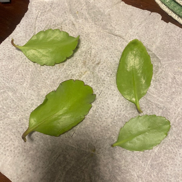 Wildcrafted Jamaican Cerasee (momordica Charantia) | Bitter Melon Dried ...