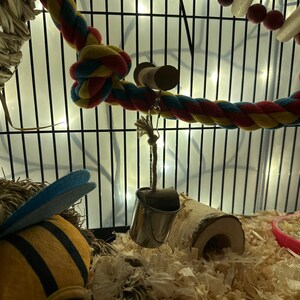 2 in 1 Perch Natural Wood Perch and Swinging Pine Dowel Perch With ...