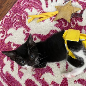 Cannabis Weed Marijuana Joint 420 Kitty Stash Cat Nip Toy 100% - Etsy