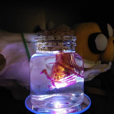 Round LED Display Base for Wet and Diaphonized Specimens - Etsy