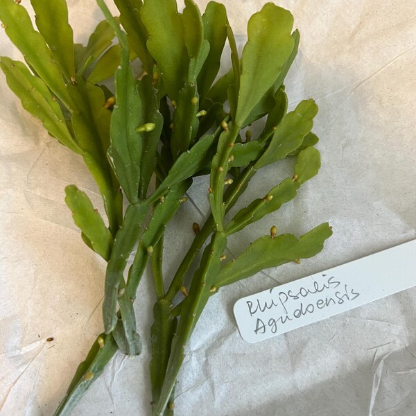 Rhipsalis Bacifera Ssp. Mauritiana ferrari 4 Unrooted Cuttings - Etsy