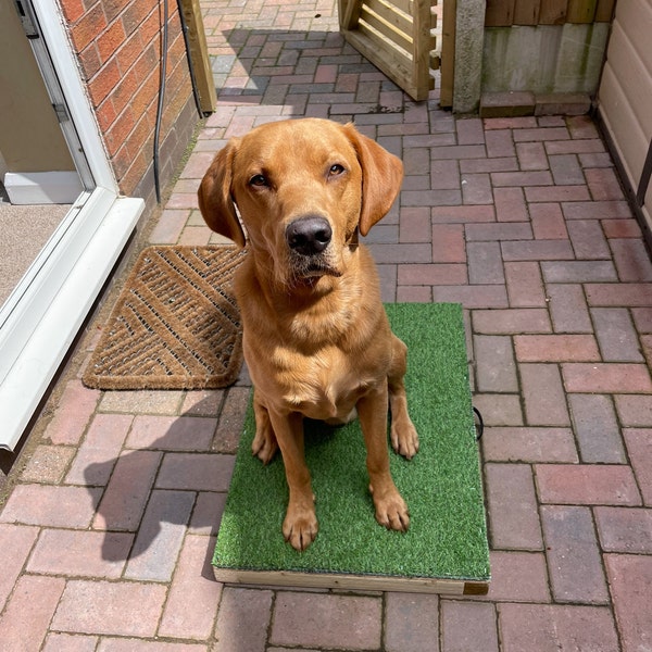 Dog Training Pivot Box and Place Board 2 Piece Bundle for Dog Agility ...