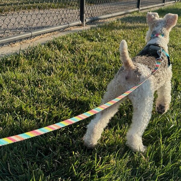 Pink and Orange Checker Dog Collar With Metal Buckle, Gingham, Plaid ...