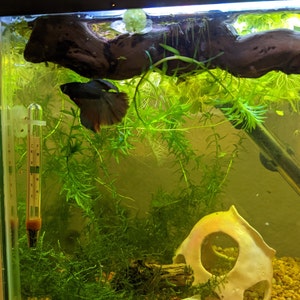 Small Fish Hide Betta Fish Cave Small Aquarium Decor Fish - Etsy