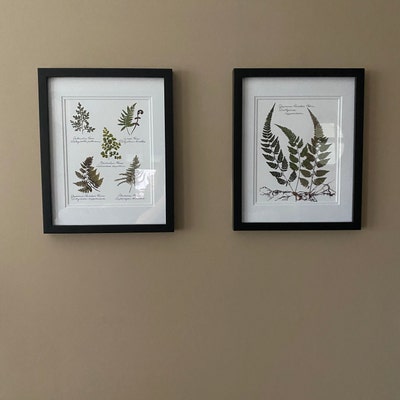 Pressed Fern Print 11x14 Double Matted Botanical Art - Etsy