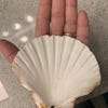 HUGE Vintage White Lightning Whelk Conch Seashell X-large 9-13 Shell ...
