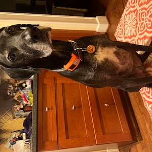 The Poo Flag Dog Waste Marker and Border - Etsy