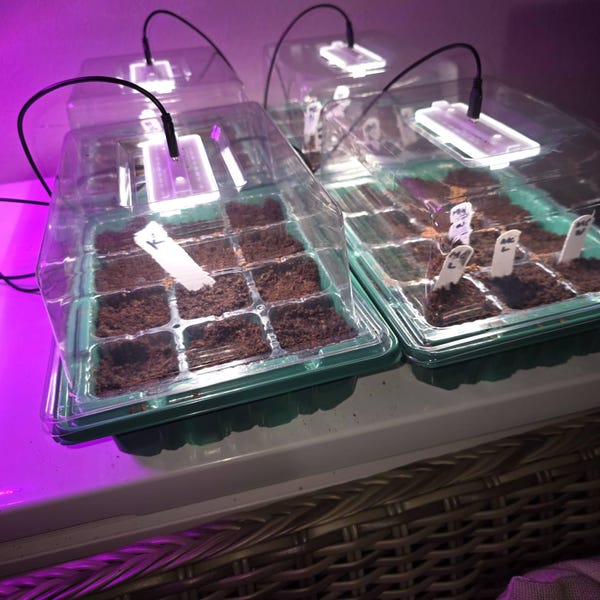 Southern Red Oak Tree (quercus Falcata) Seeds - NEW FOR FALL 2024 - Etsy