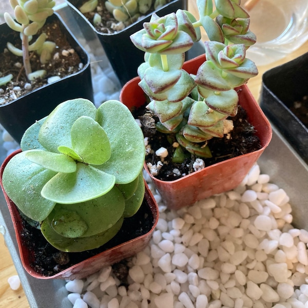 String of Buttons | 2 Inch | Crassula Perforata | Live Succulent Plant ...