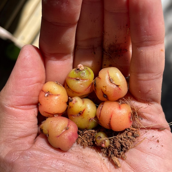 Oca Seed Tubers / Root for Planting - Uqa, New Zealand Yam - Organic ...