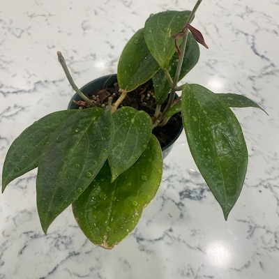 Hoya Kalimantan UT-158 in 4.5pots Rare Hoya Wax Plant Veined Attractive ...
