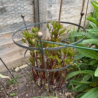 Rusty Peony Cage - Plant Support - in 2 Sizes- Raw Steel Designed to ...