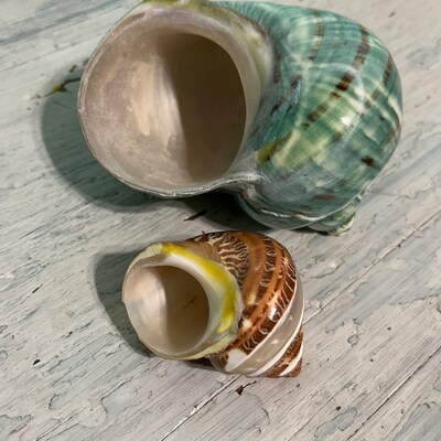 Big Size Hermit Crab Sea Shell, 1 7/8 2 1/4 Opening Hole.green Mother ...