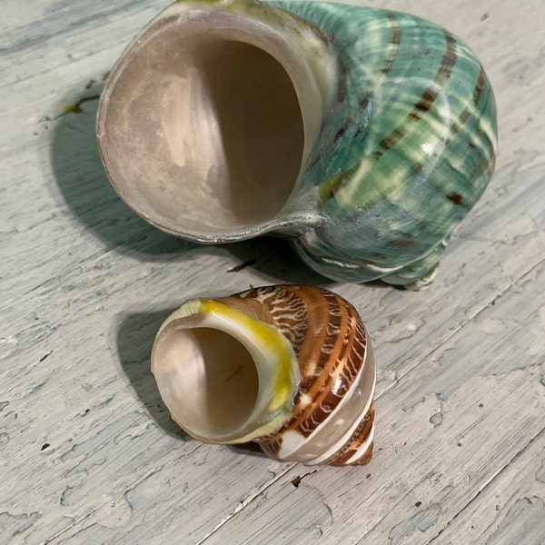 Big Size Hermit Crab Sea Shell, 1 7/8" - 2 1/4" Opening Hole.green ...