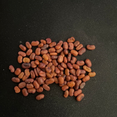 FALSE SUNFLOWER Seeds FREE Shipping Fresh & Organic Heliopsis Scabra ...