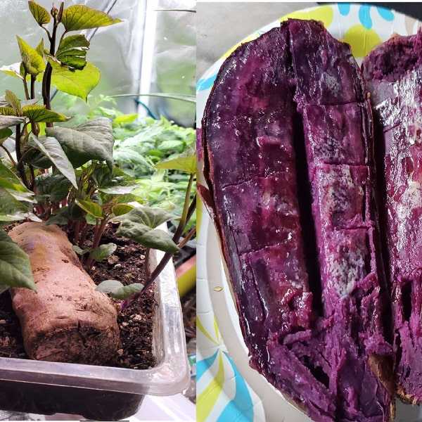 Japanese Purple Organic Sweet Potatoes Yam Potato Tubers Heirloom Non ...