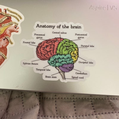 Anatomy of the Brain Die Cut Stickeritem39 - Etsy