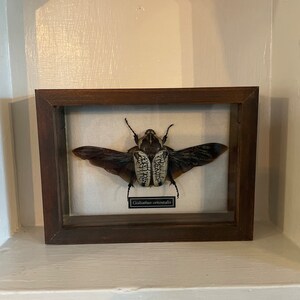 MUTATED Luna Moth Shadow Box Female Actias Luna With Eyespot Mutation ...