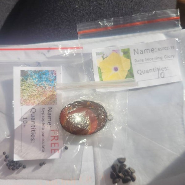 2 Purple Lycoris Radiata Bulbs FW95218-3 - Etsy