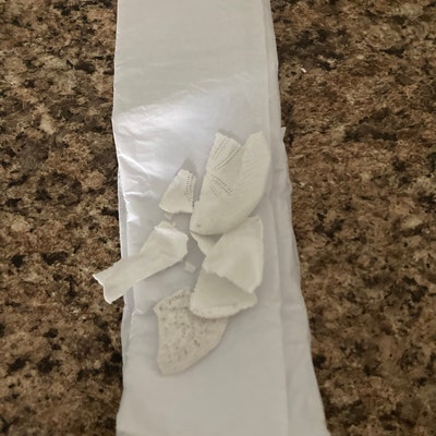 Astraea Calcar Shells, Spurred Turban Shells 1/2 1 10 Pieces - Etsy