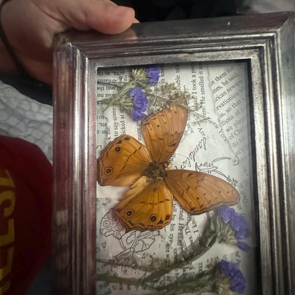 Ghost Cicada, Ayuthia Spectabile, Mounted and Framed on a Ouija Board ...