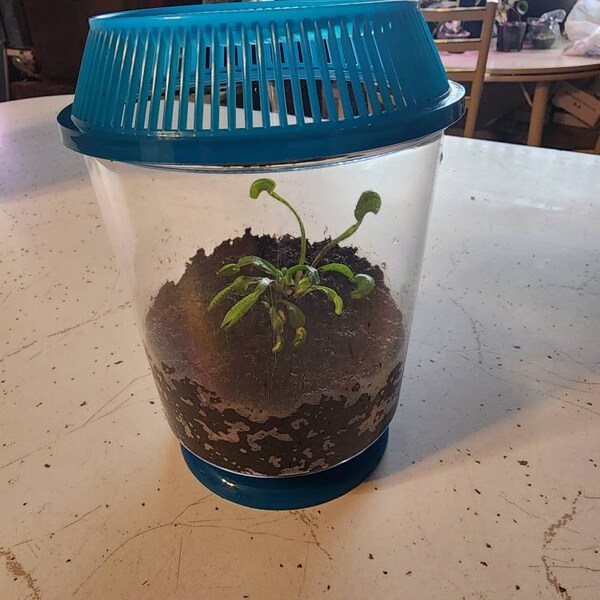 Live Venus Flytrap Plant Kit in 4.5 Terrarium Carnivorous Plant Food ...