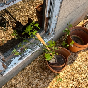 Hass Avocado Seedling 1 Year Old Plant Shipped in Pot With | Etsy