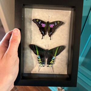 Rare Neon Blue Morpho Butterfly Morpho Absoloni Mounted and - Etsy