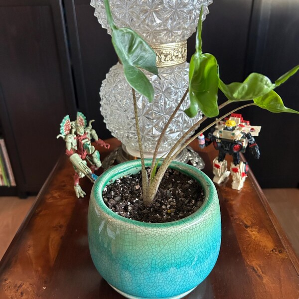 Philodendron Royal Queen Starter Plant ALL STARTER PLANTS Require You ...